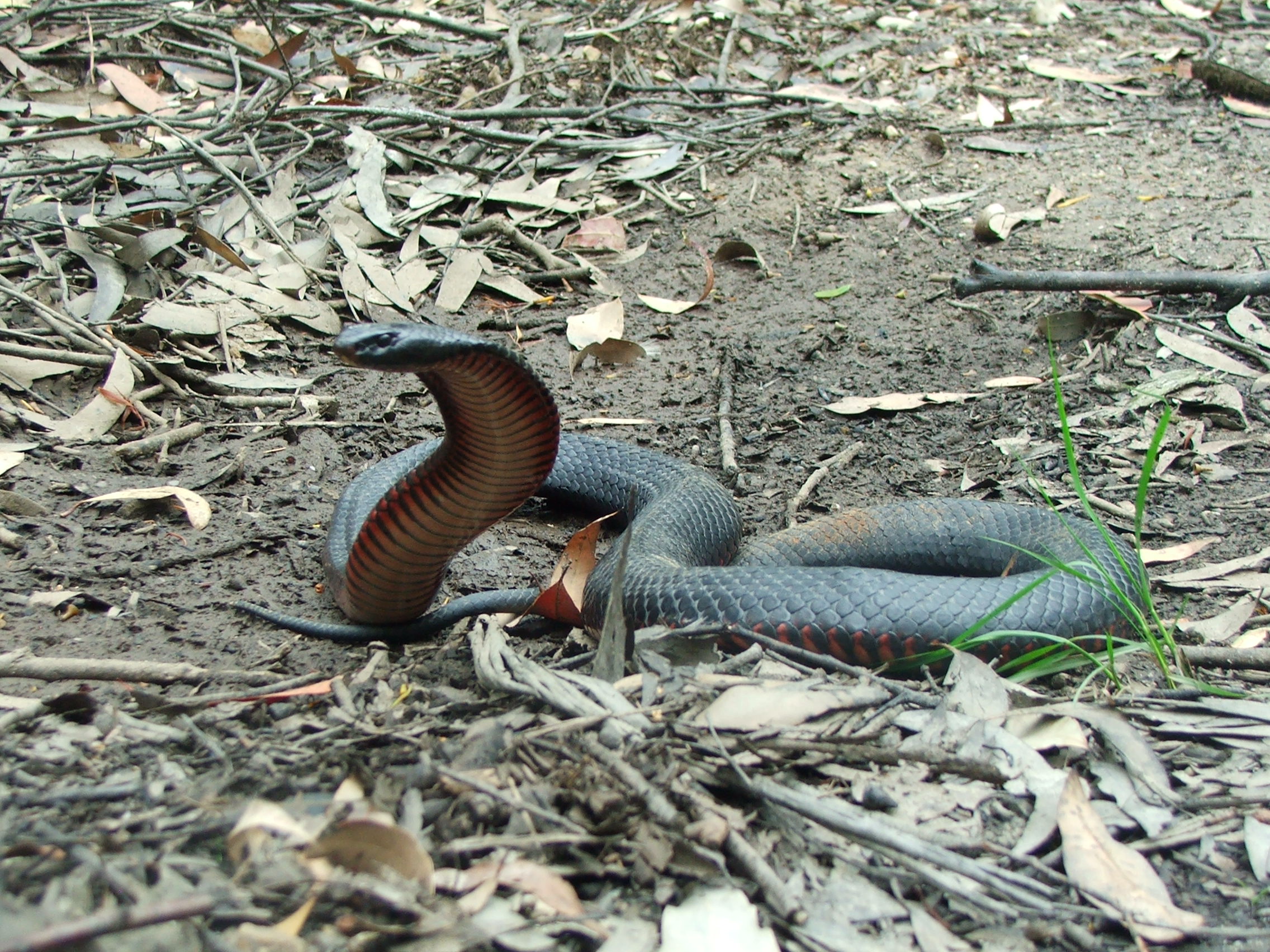 About us – Southern Highlands Snake Catchers